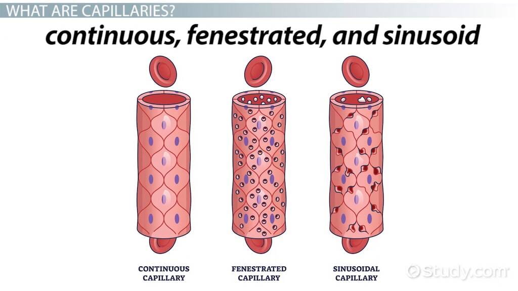 Sinusoidal Capillaries Structure And Function - Genspark