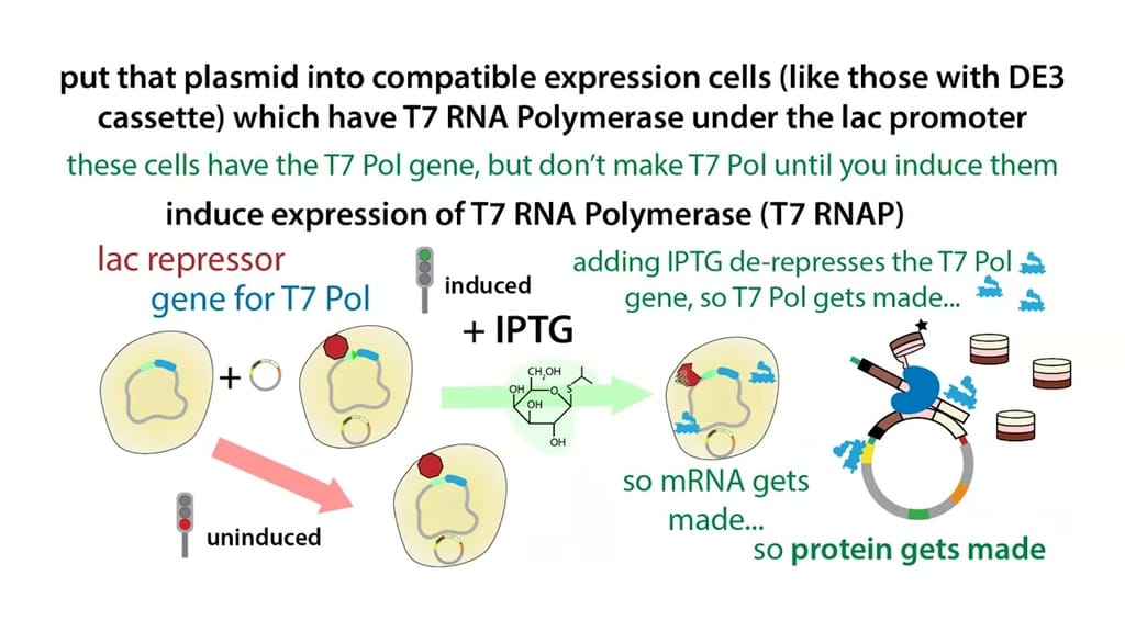 The Terminator Sequence Of The T7 Promoter - Genspark