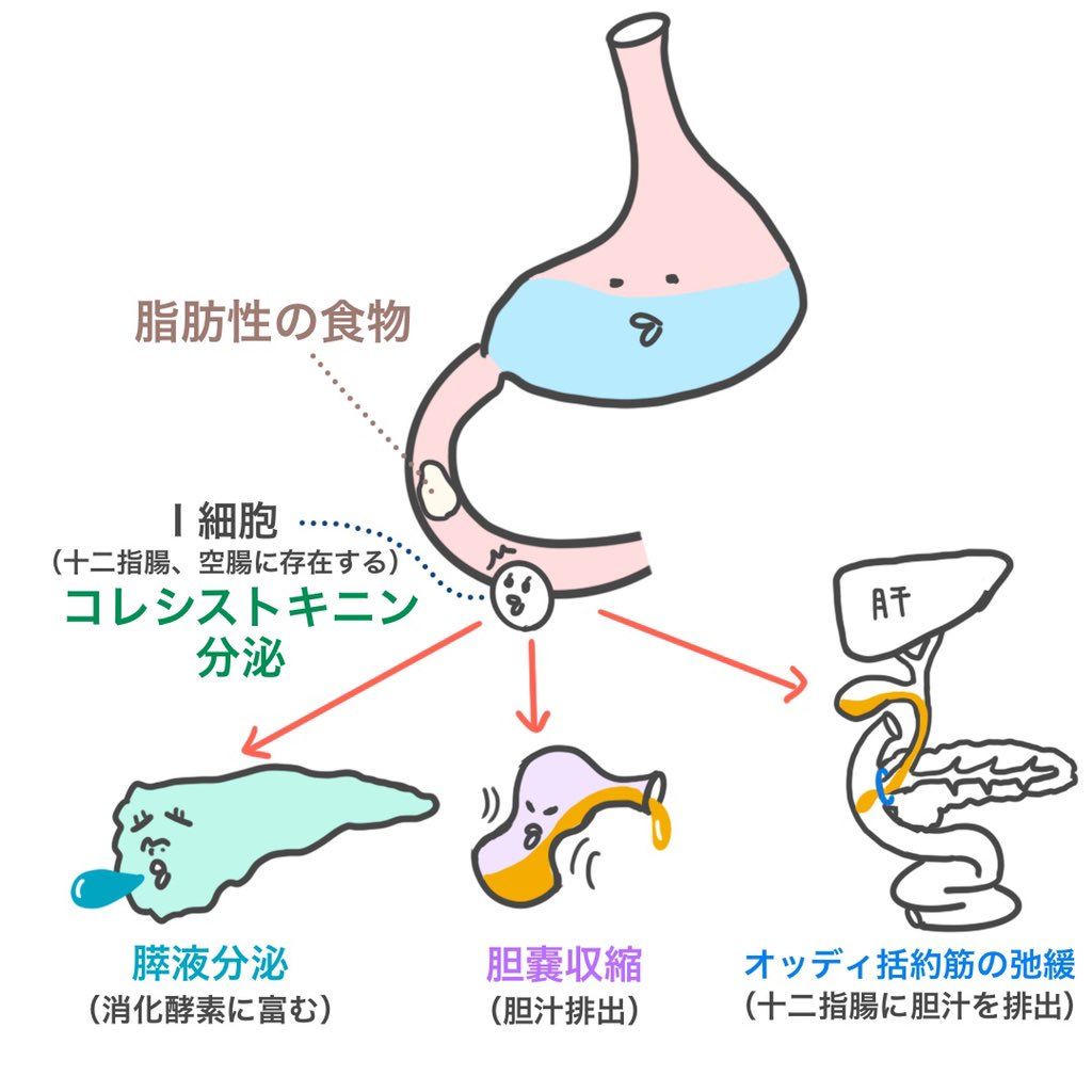 Oddi括約筋の弛緩と抗コリン薬の作用 - Genspark