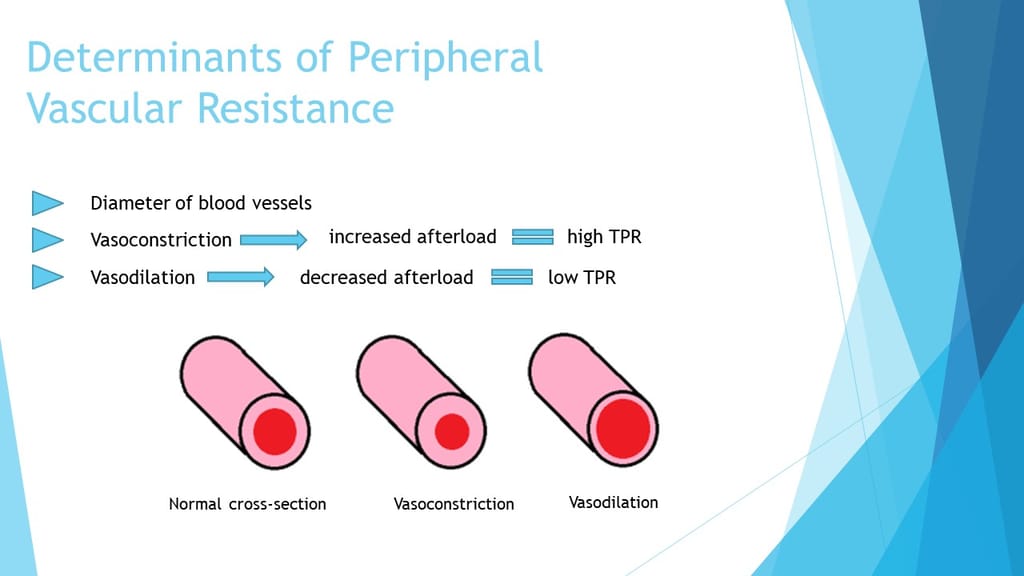 Definition And Components Of Total Peripheral Resistance - Genspark
