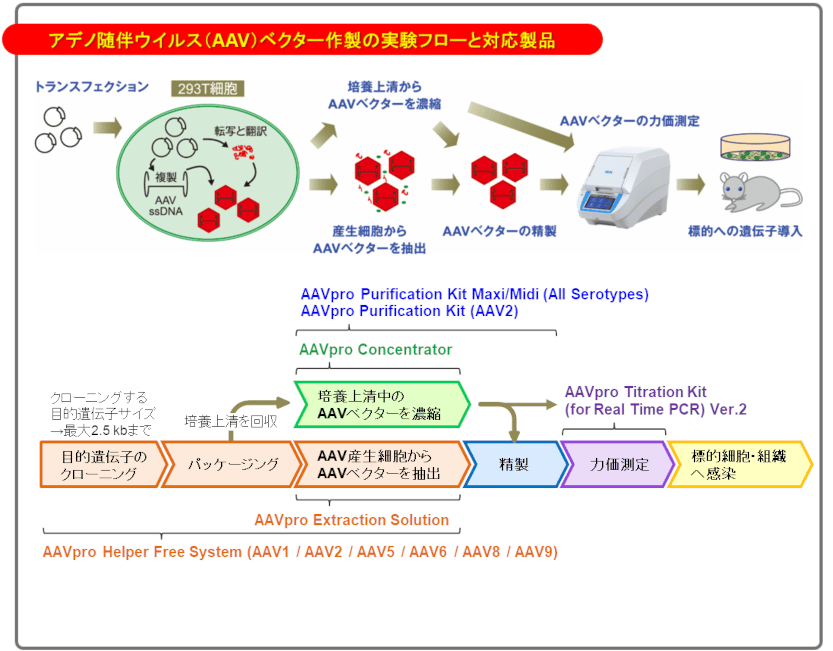 AAVのカプシドタンパク質について - Genspark