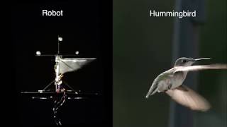 Flappy Hummingbird Open Source - Genspark