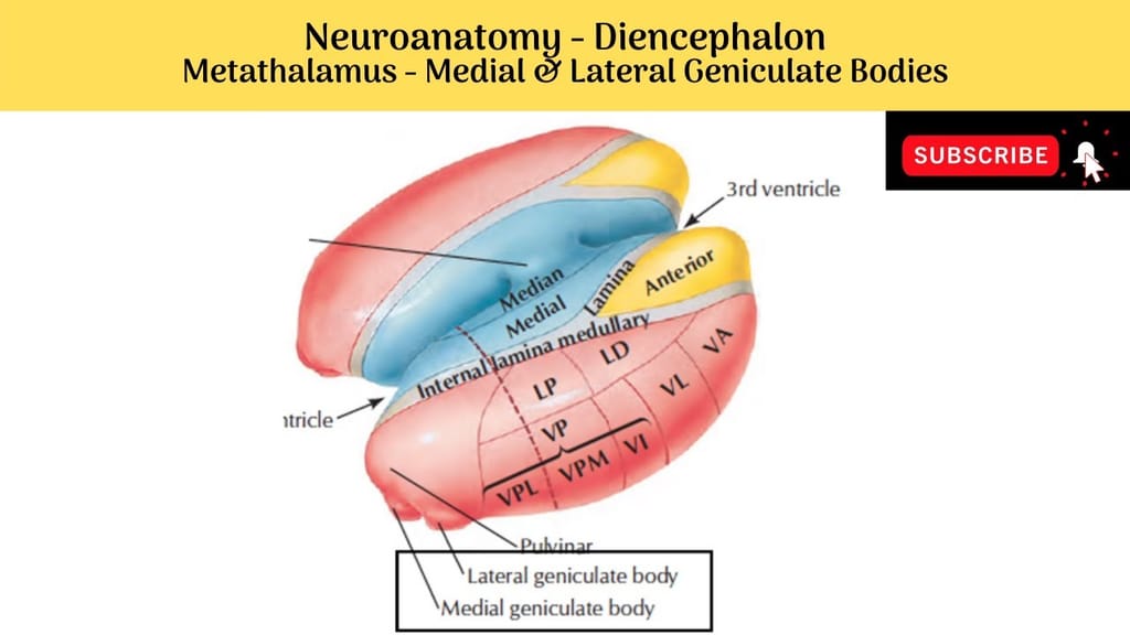 Understanding the Medial Geniculate Body of the Brain - Genspark