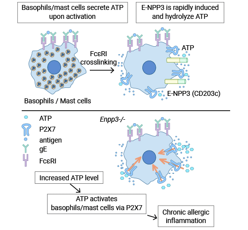 ENPP3蛋白的核酸酶样结构域位置介绍 - Genspark