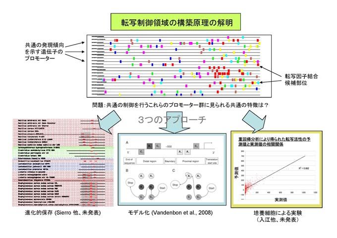 AAVプロセス開発における重要なポイント - Genspark