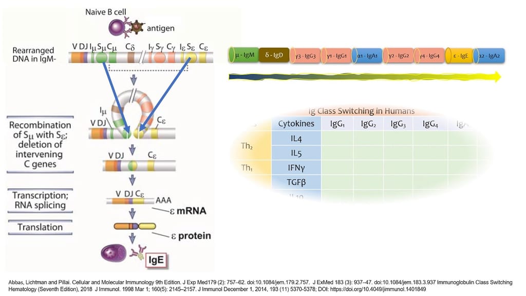 Comprehensive Overview of Isotype Switching - Genspark
