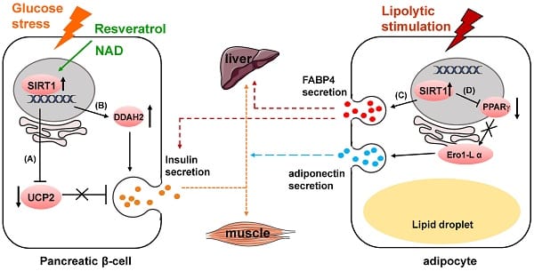 Impact of High-Fat Diet on AMPK and SIRT1 Pathways - Genspark