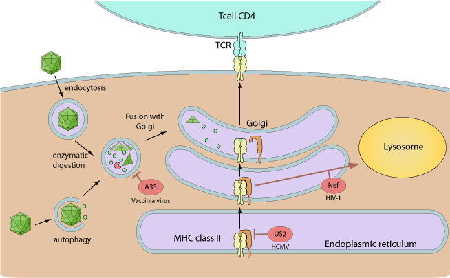 Understanding Antigen Processing and Presentation Pathways - Genspark